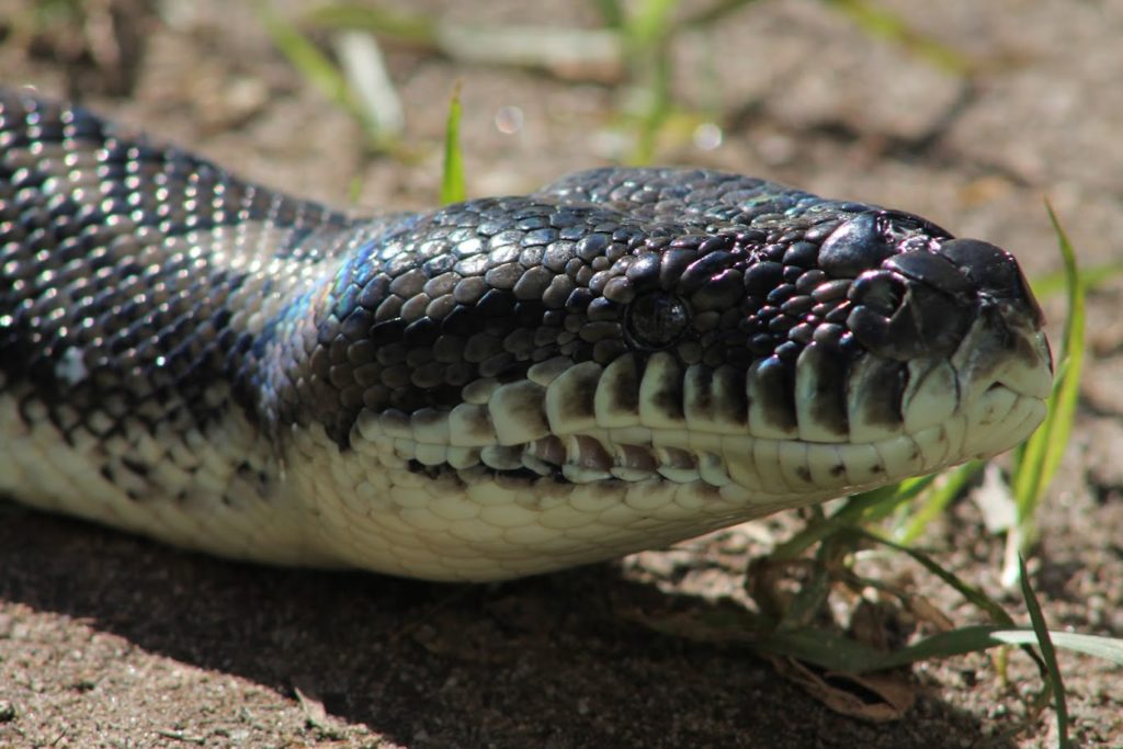 Indigenous Culture with Raptor Reptiles - Fun Day Out