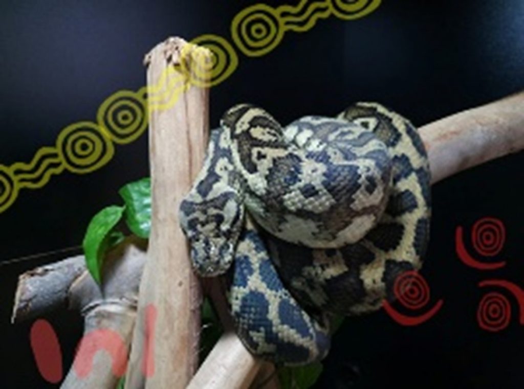 Indigenous Culture with Raptor Reptiles - Fun Day Out