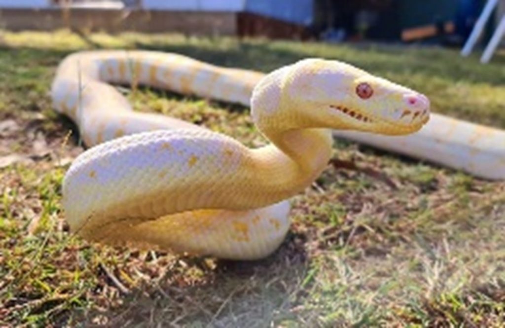 Animal Adaptations with Raptor Reptiles - Fun Day Out